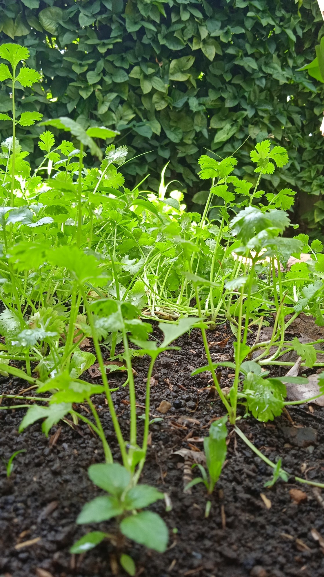 Conoce nuestra huerta escolar - Colegio Americano